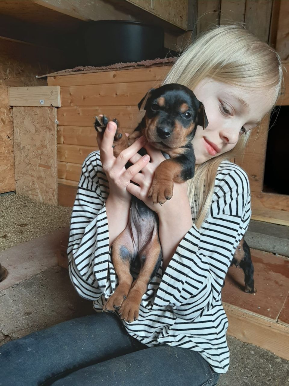 jagdlicher Heideterrier Verein e.V. - Galerie