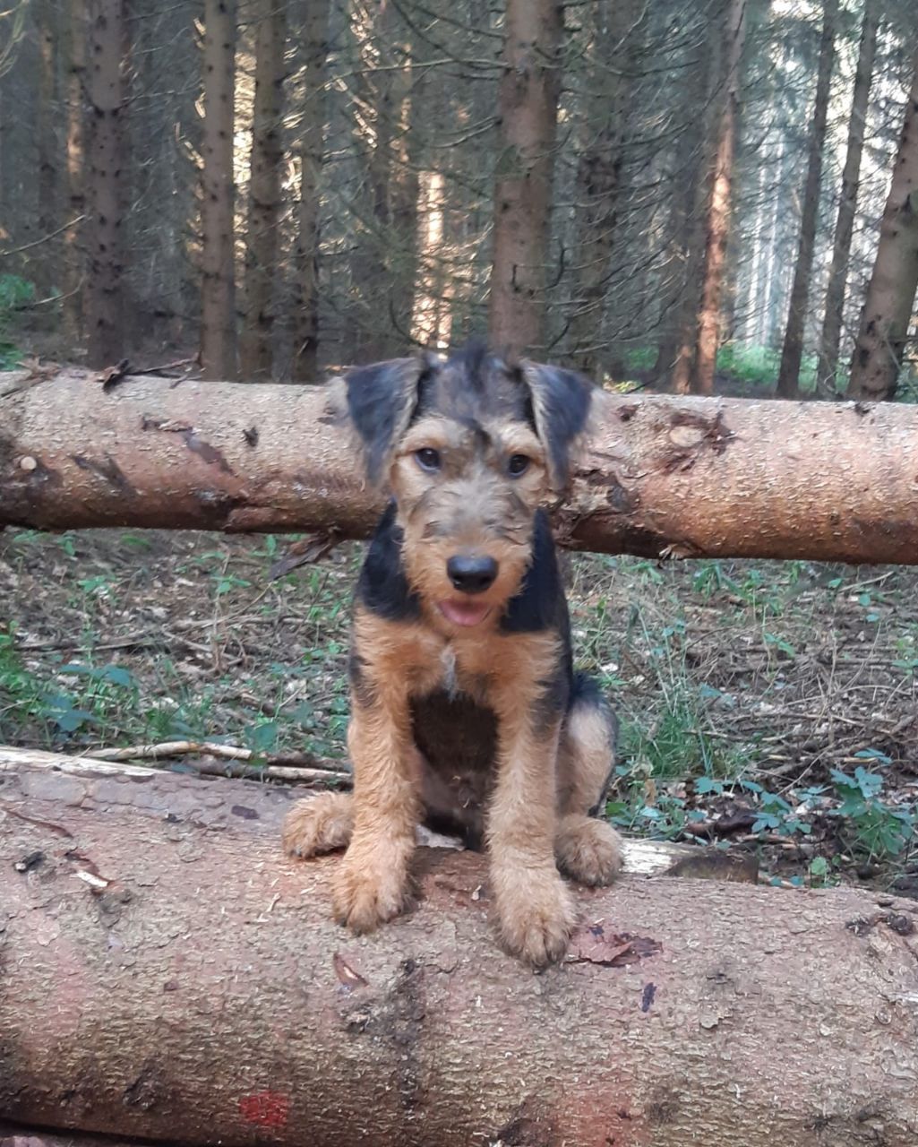 jagdlicher Heideterrier Verein e.V. - Galerie